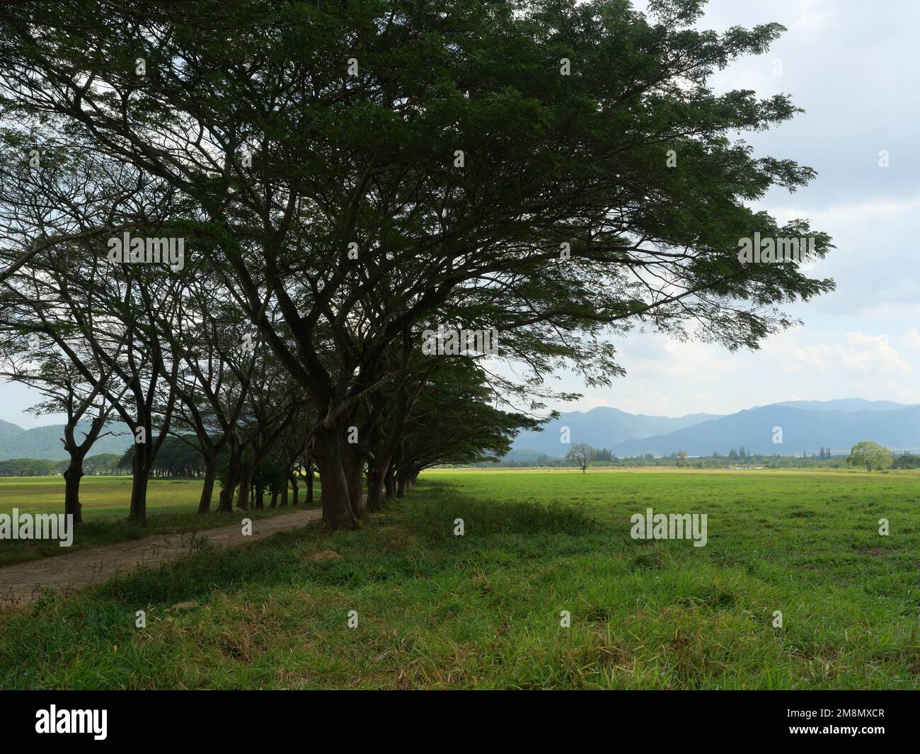 Monkey pod tree hi-res stock photography and images - Alamy
