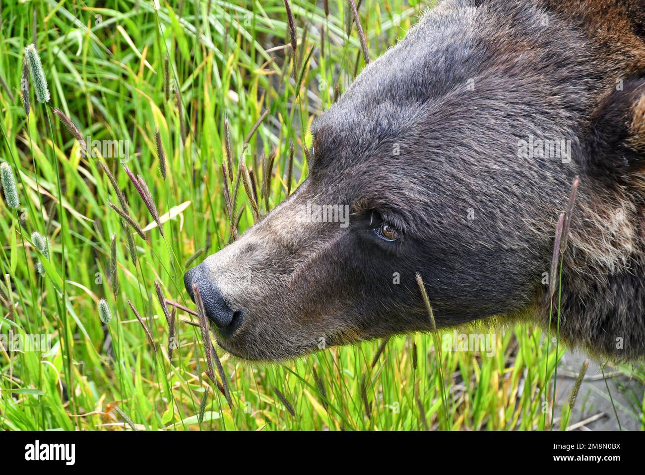 Conservation Status For Brown Bear at Lonnie Allen blog