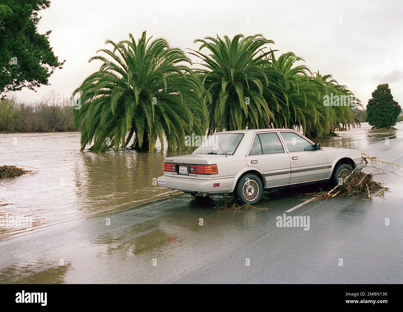 Rising floodwaters, bury palm trees as it begins to inundate the road ...