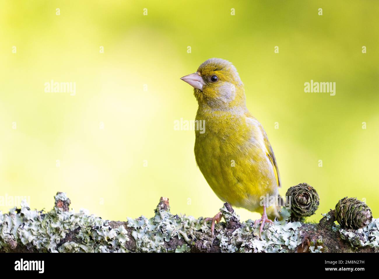 Male European Greenfinch [ Chloris chloris ] on lichen covered Larch ...