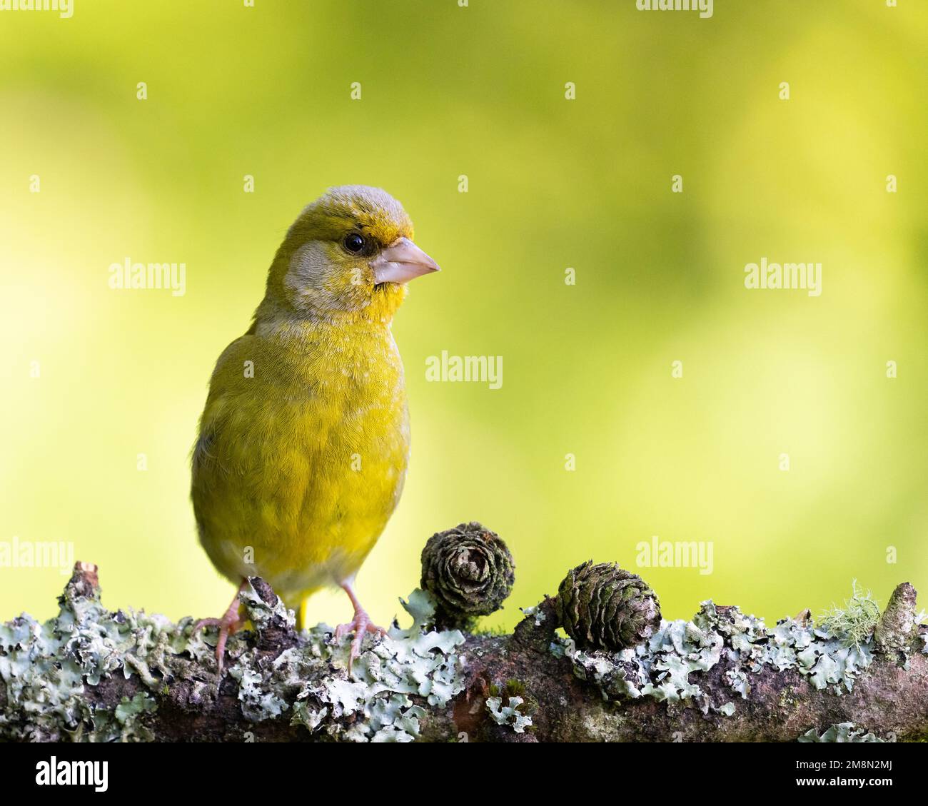 Male European Greenfinch [ Chloris chloris ] on lichen covered Larch ...