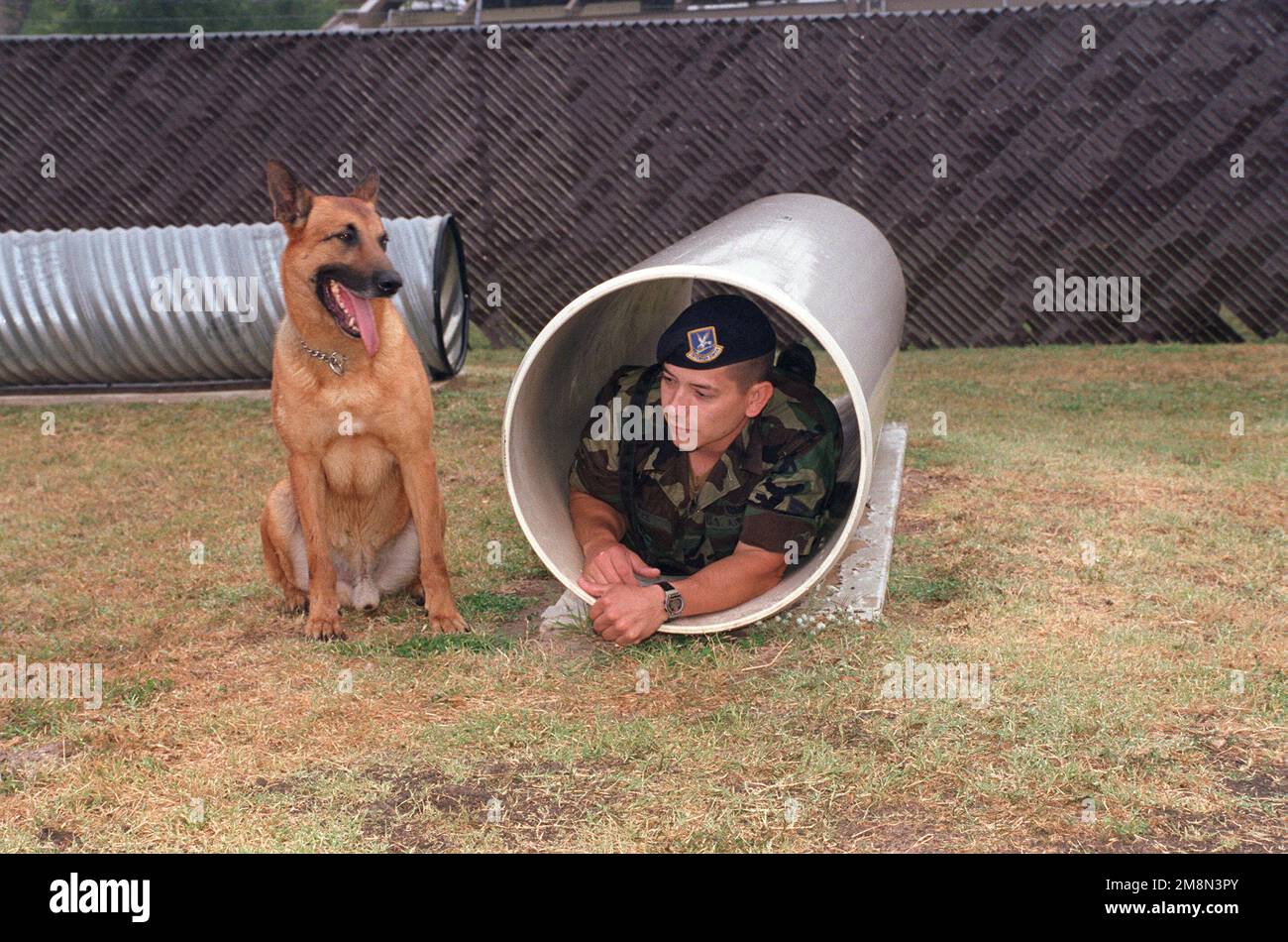 Belgian malinois military working dog hi-res stock photography and ...