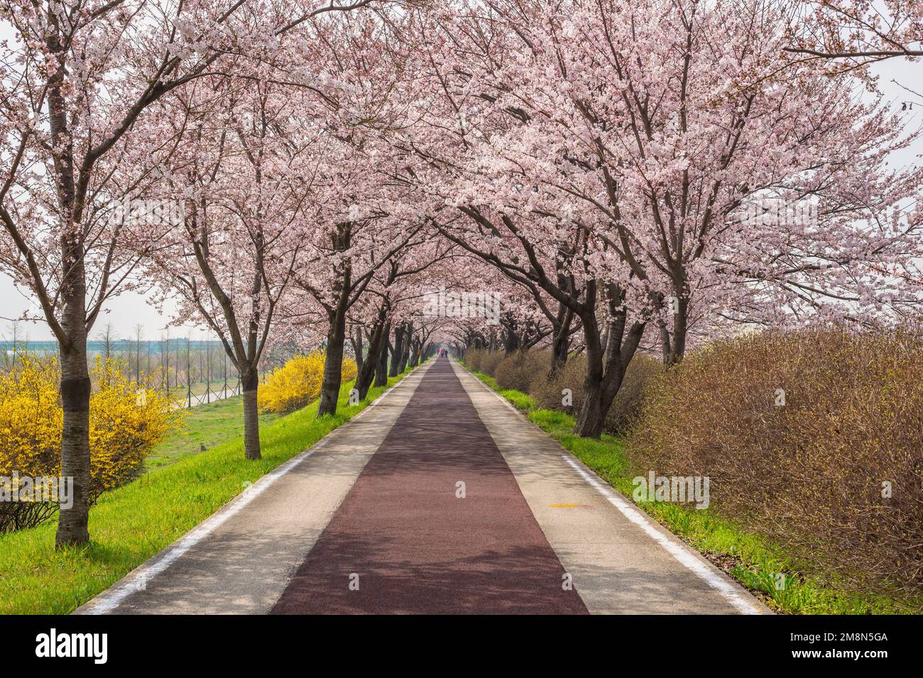 Spring pink cherry blossom tree and walk path at Daejeo Eco Park, Busan ...