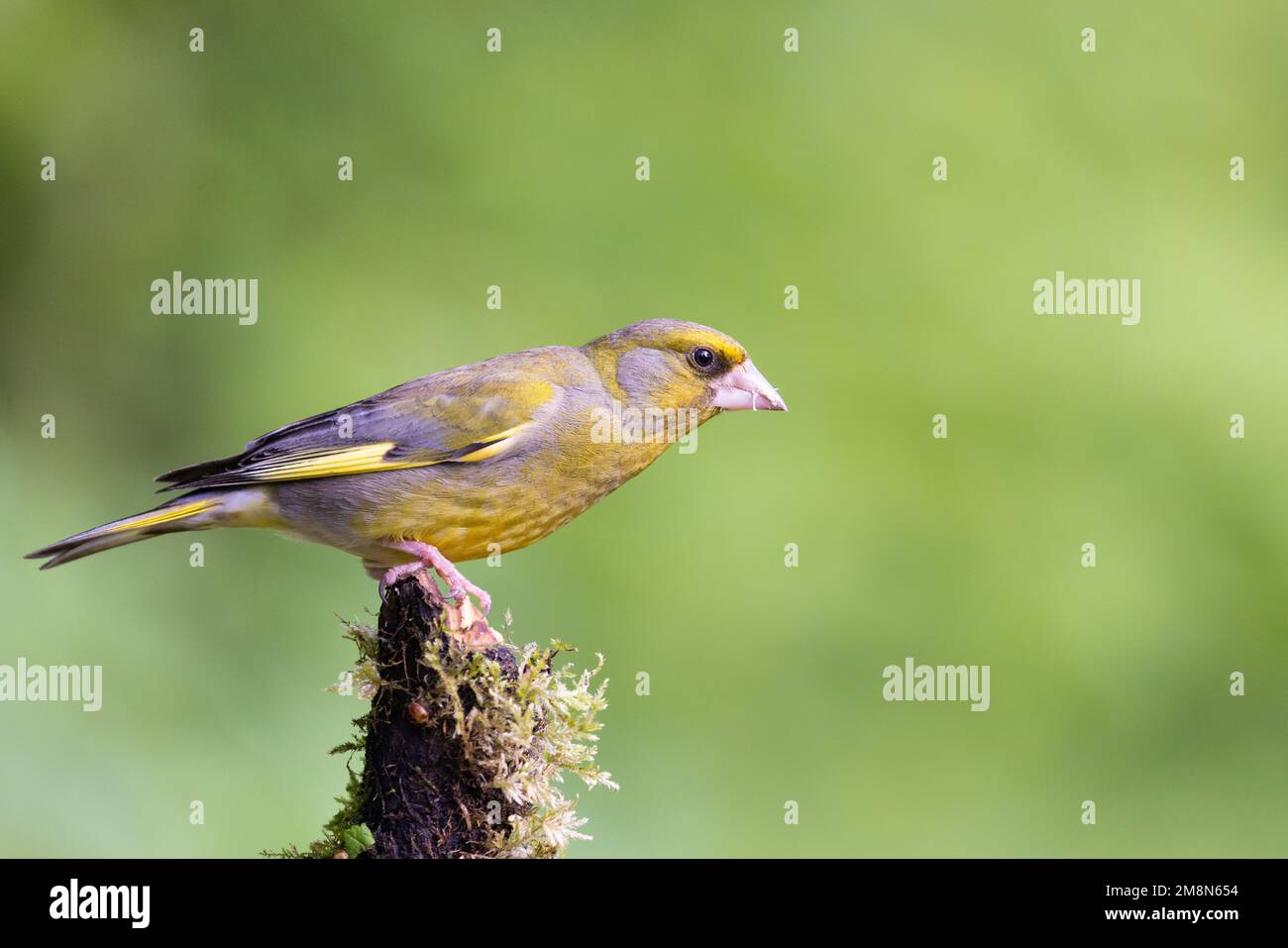 Male European Greenfinch [ Chloris chloris ] on moss covered post Stock ...