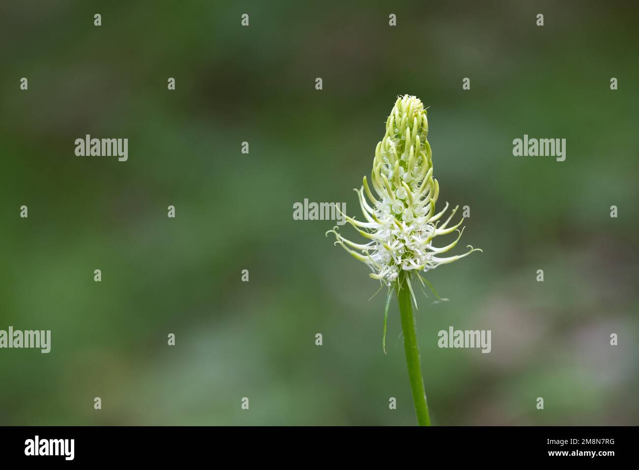 Spiked rampion (Phyteuma spicatum), flower in detail, Schwangau ...