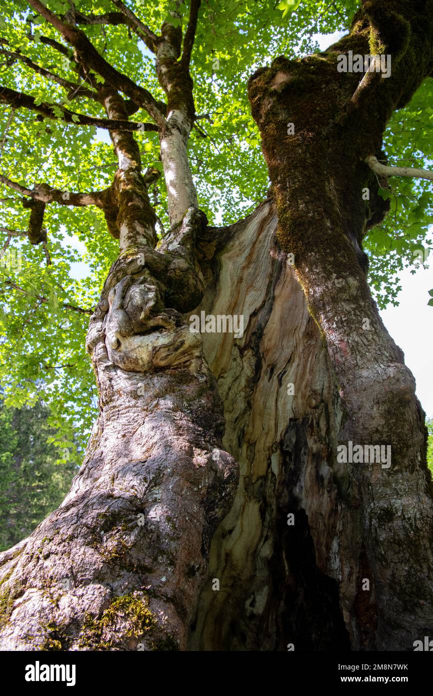 Sycamore maple (Acer pseudoplatanus), hollowed trunk of an old tree ...