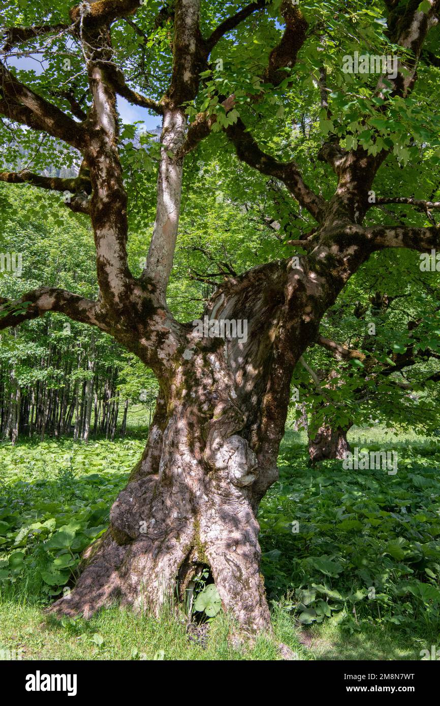 Sycamore maple (Acer pseudoplatanus), ancient trunk with new shoots ...