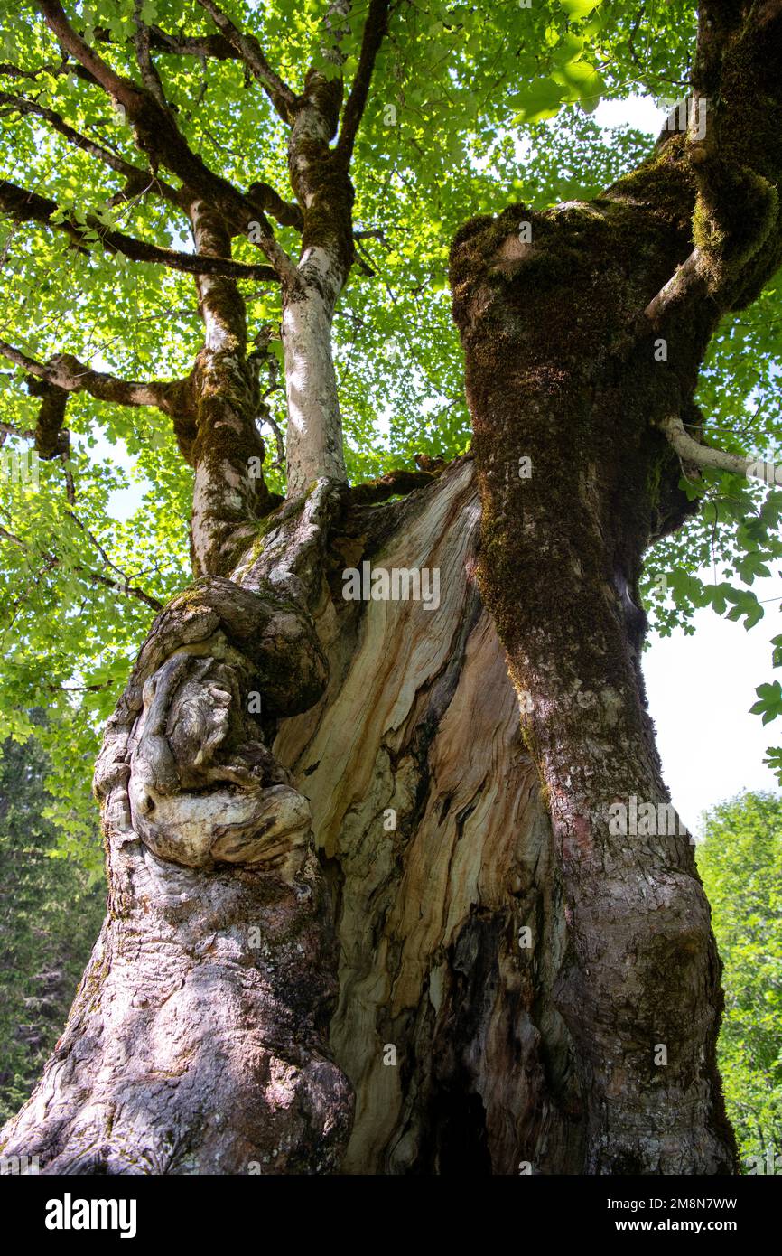 Sycamore maple (Acer pseudoplatanus), hollowed trunk of an old tree ...
