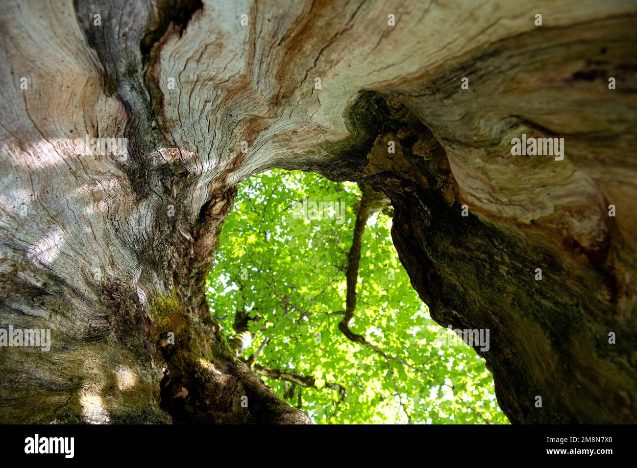 Sycamore maple (Acer pseudoplatanus), view through the hollow trunk ...