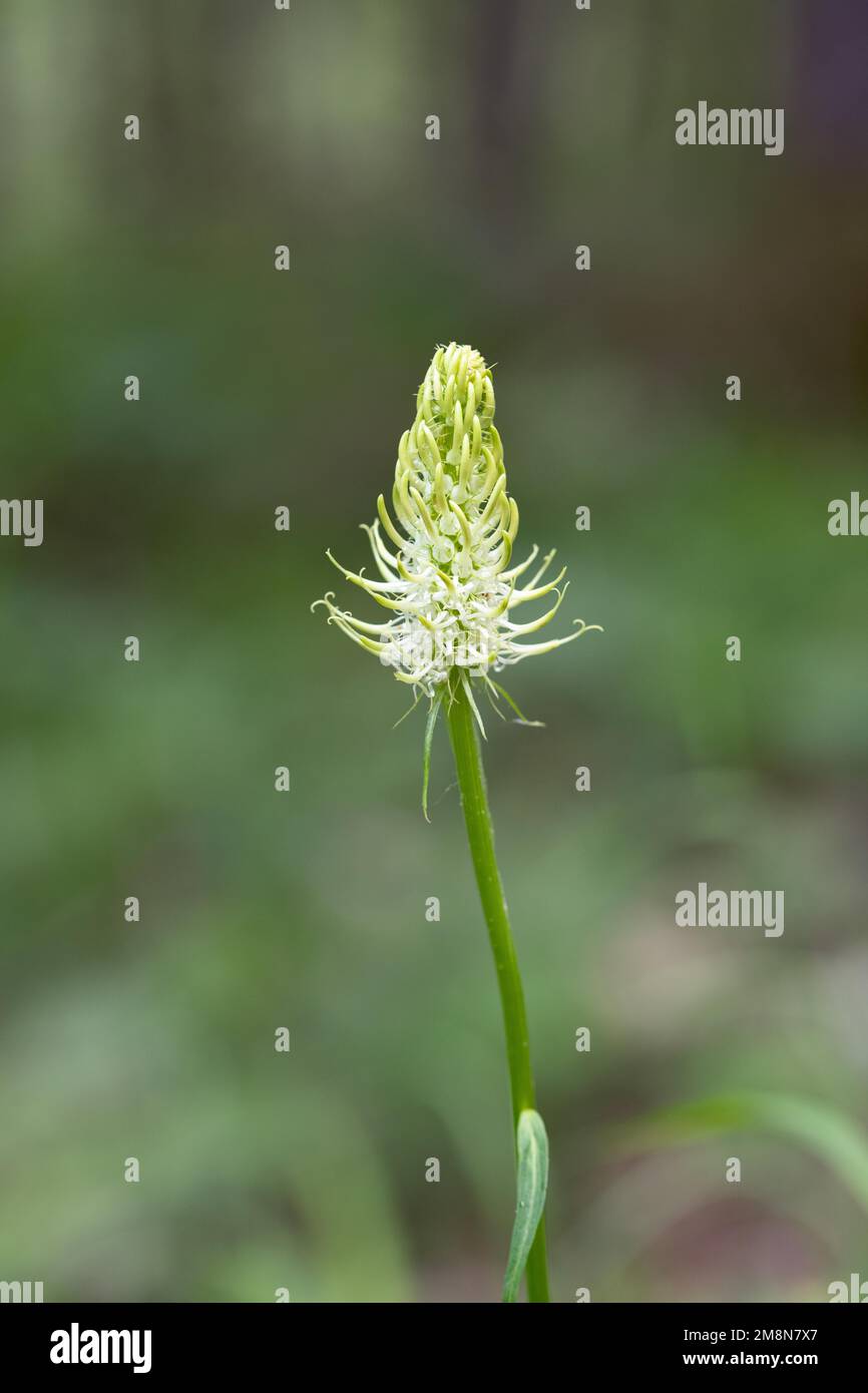 Spiked rampion (Phyteuma spicatum), flower in detail, Schwangau ...