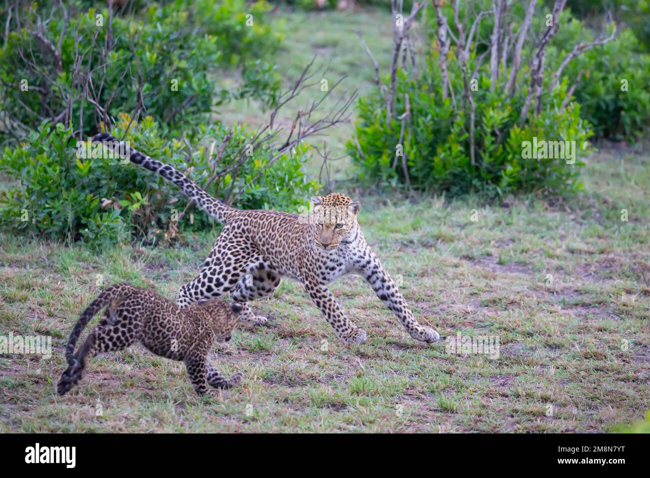 Leopard (Panthera pardus) female, Kenya, Masai Mara Stock Photo - Alamy