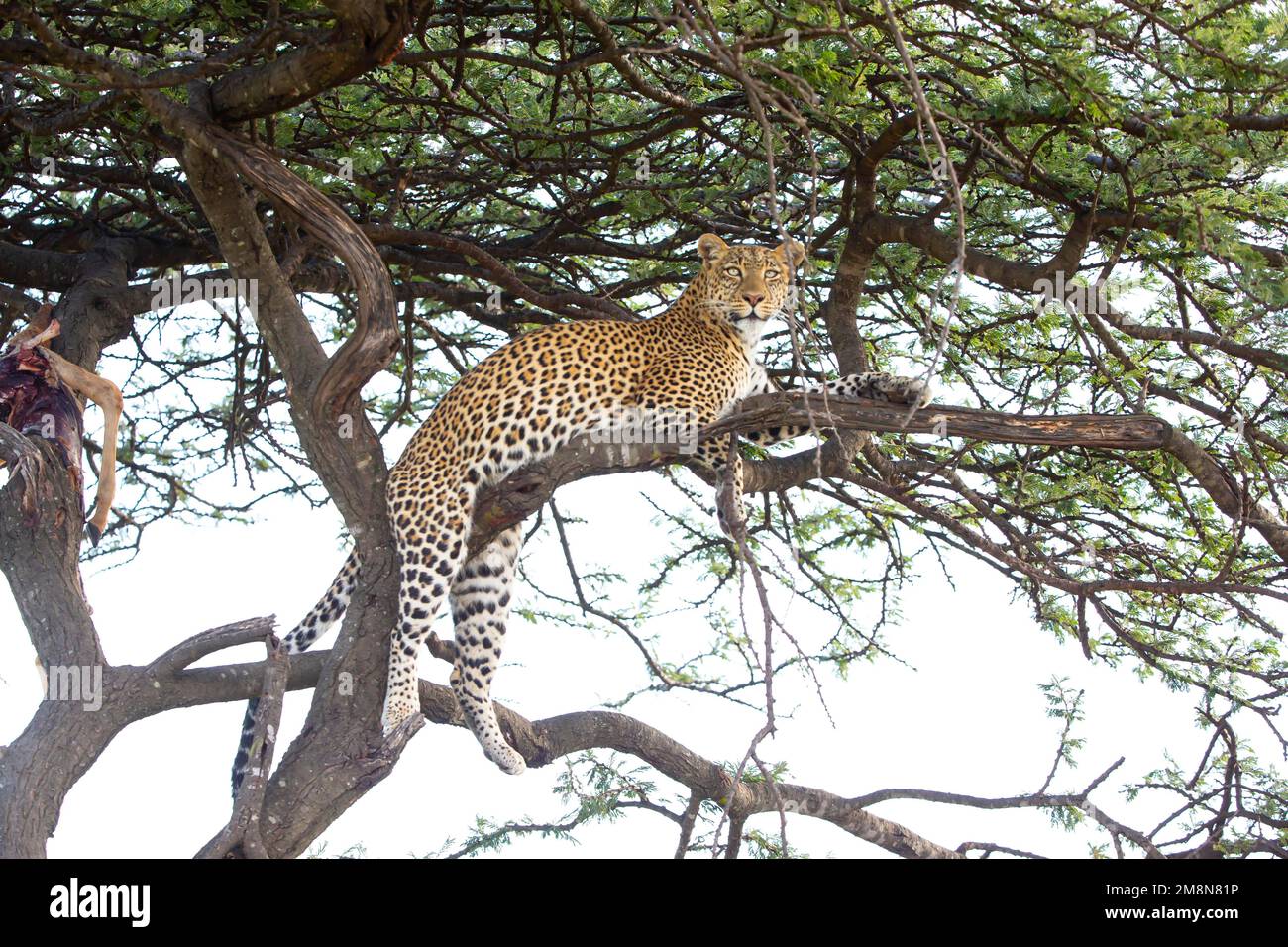 Leopard (Panthera pardus) female, Kenya, Masai Mara Stock Photo - Alamy