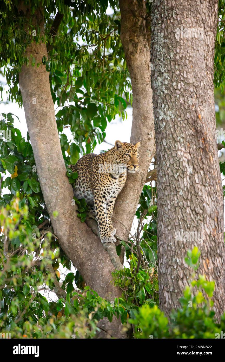 Leopard (Panthera pardus) female, Kenya, Masai Mara Stock Photo - Alamy