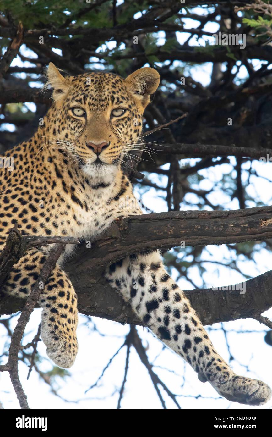 Leopard (Panthera pardus) female, Kenya, Masai Mara Stock Photo - Alamy