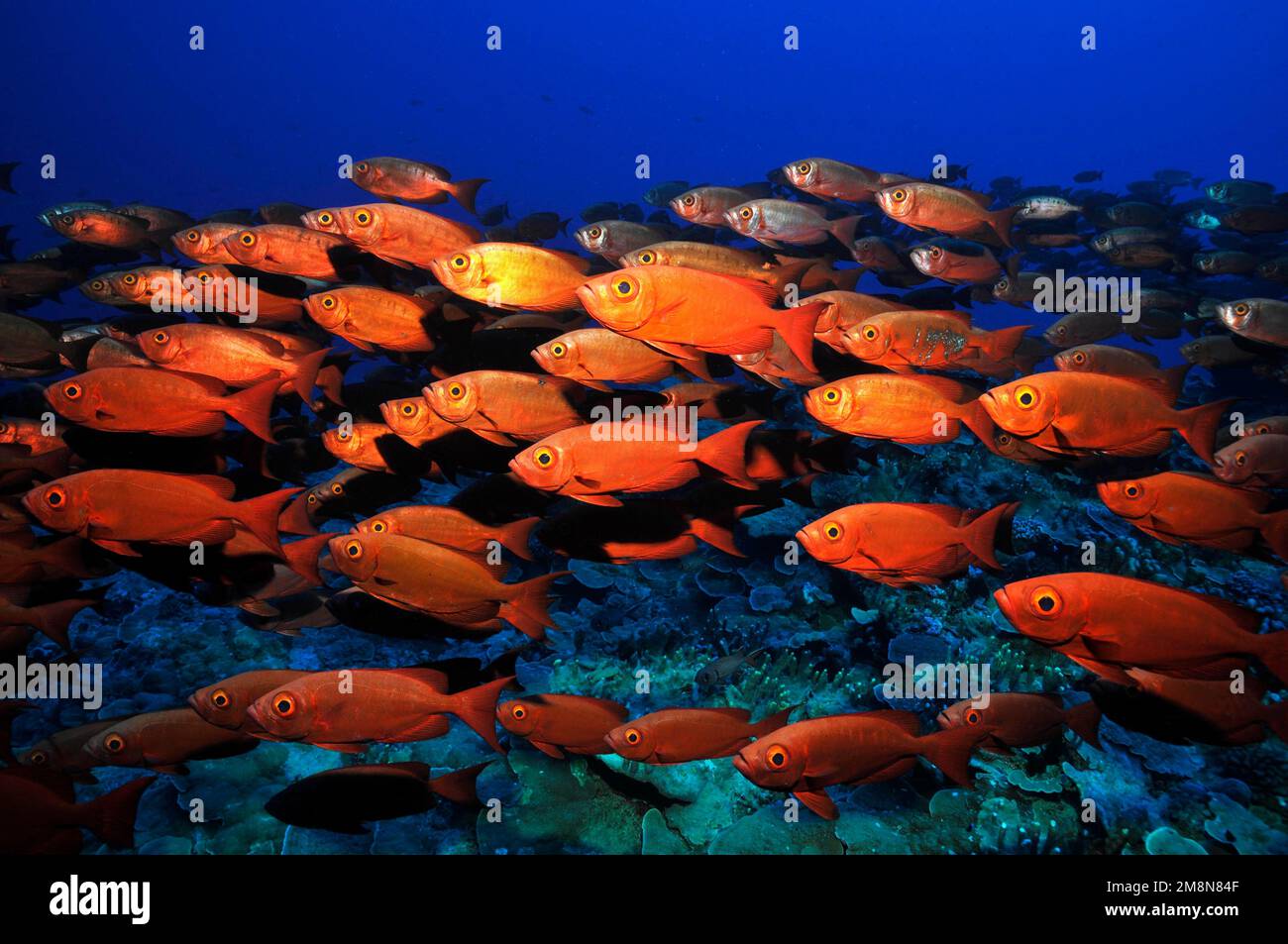 Bigeyes (Priacanthidae) over hard corals in Fakarava, South Seas ...