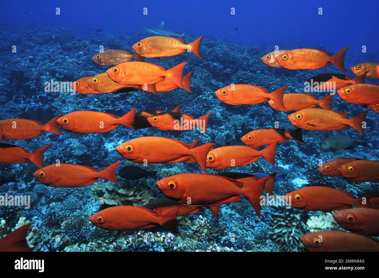 Bigeyes (Priacanthidae) over hard corals in Fakarava, South Seas ...