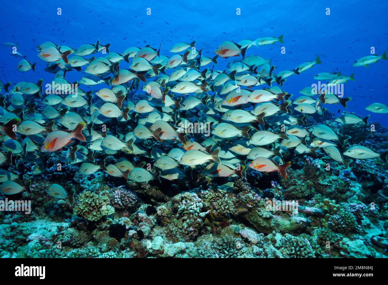 Humpback red snapper (Lutjanus gibbus) over hard coral in Fakarava ...