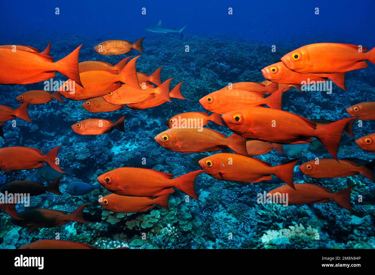 Bigeyes (Priacanthidae) over hard corals in Fakarava, South Seas ...