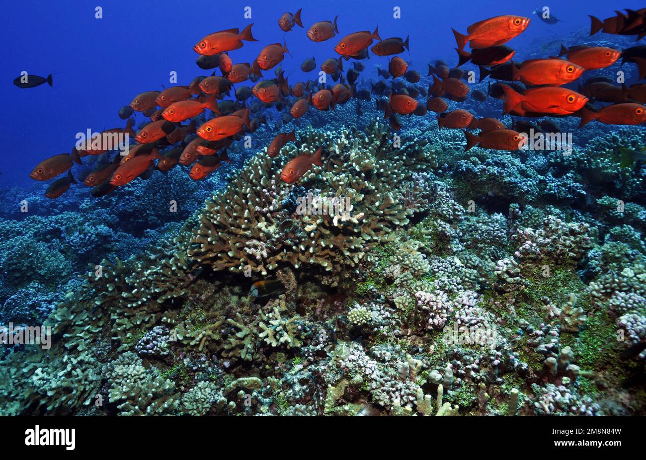 Bigeyes (Priacanthidae) over hard corals in Fakarava, South Seas ...
