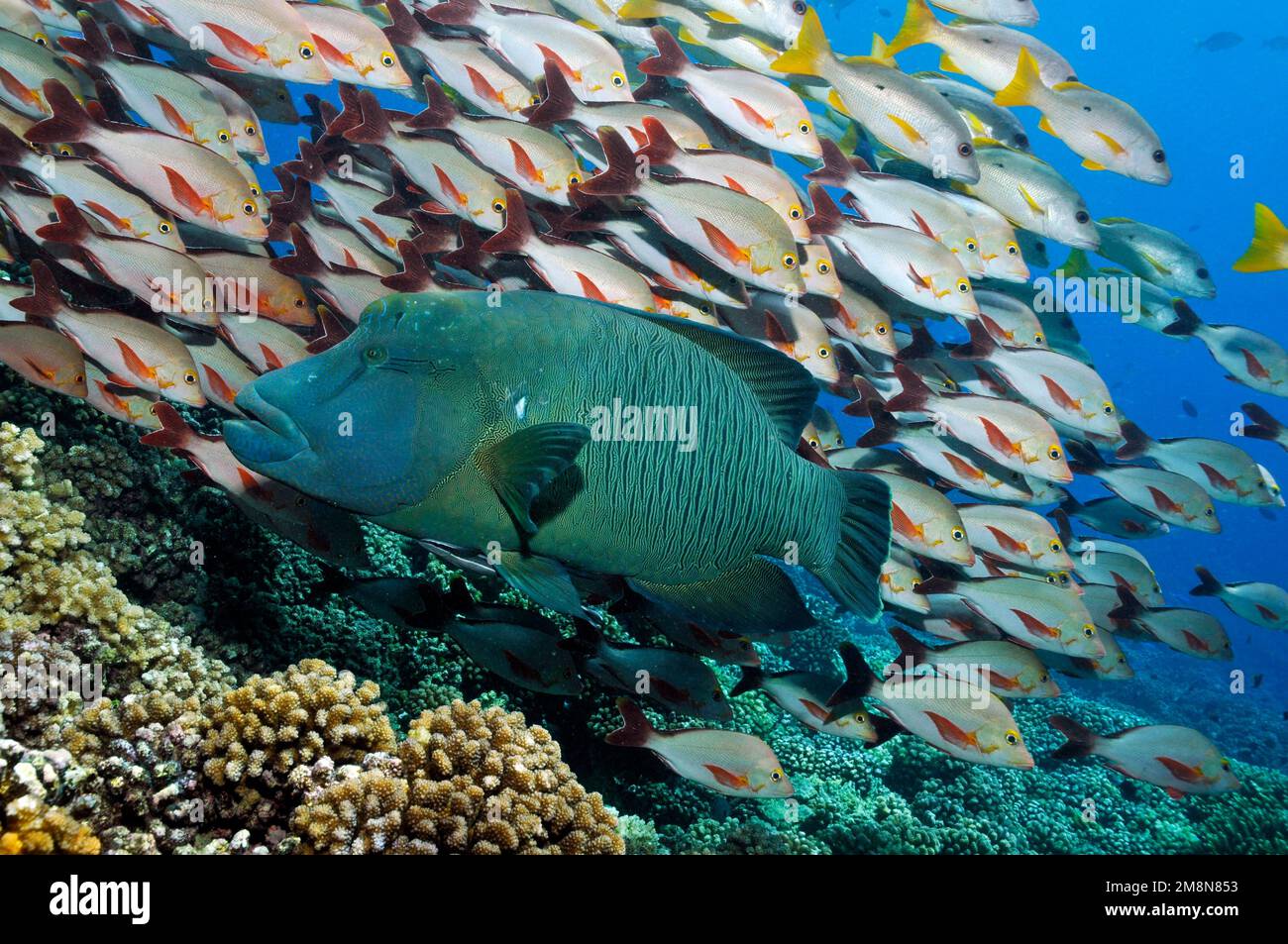 Humphead wrasse (Cheilinus undulatus) and humpback red snapper ...