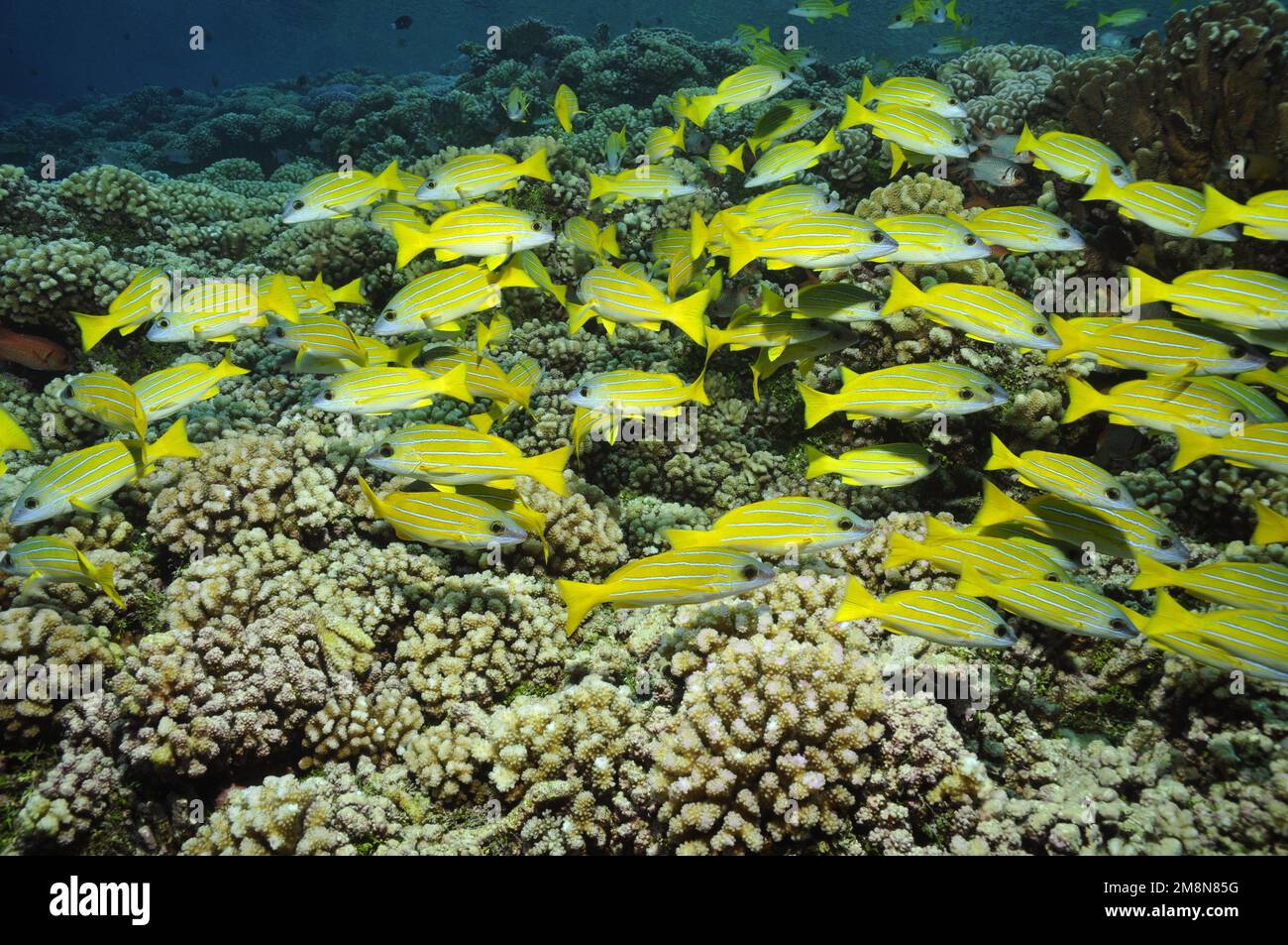 Blue-striped snapper (Lutjanidae) over hard corals in Fakarava, South ...