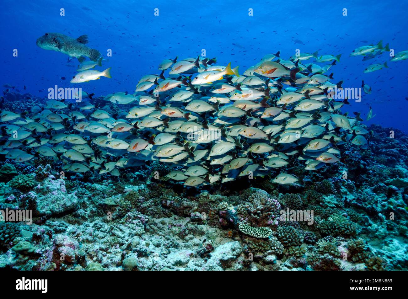Humpback red snapper (Lutjanus gibbus) over hard coral in Fakarava ...