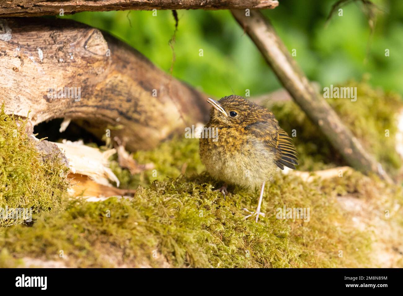 European Robin [ Erithacus rubecula ] juvenile bird on an old moss ...