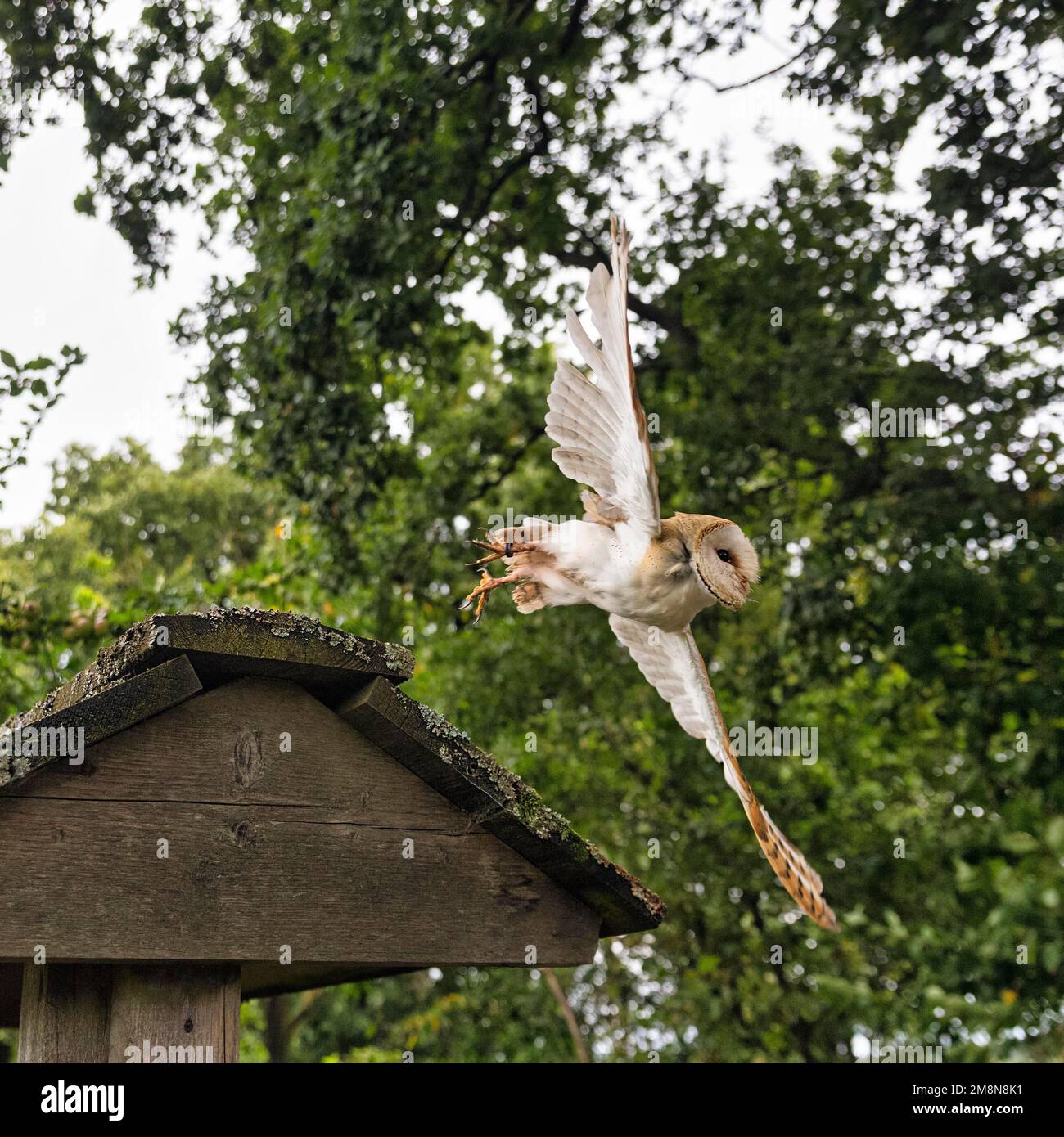 Common barn owl (Tyto alba) flying over a roof, Neuhaus Wildlife Park ...