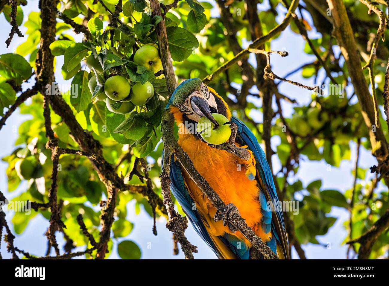 Blue and yellow macaw (Ara ararauna), captive, sitting in an apple tree ...