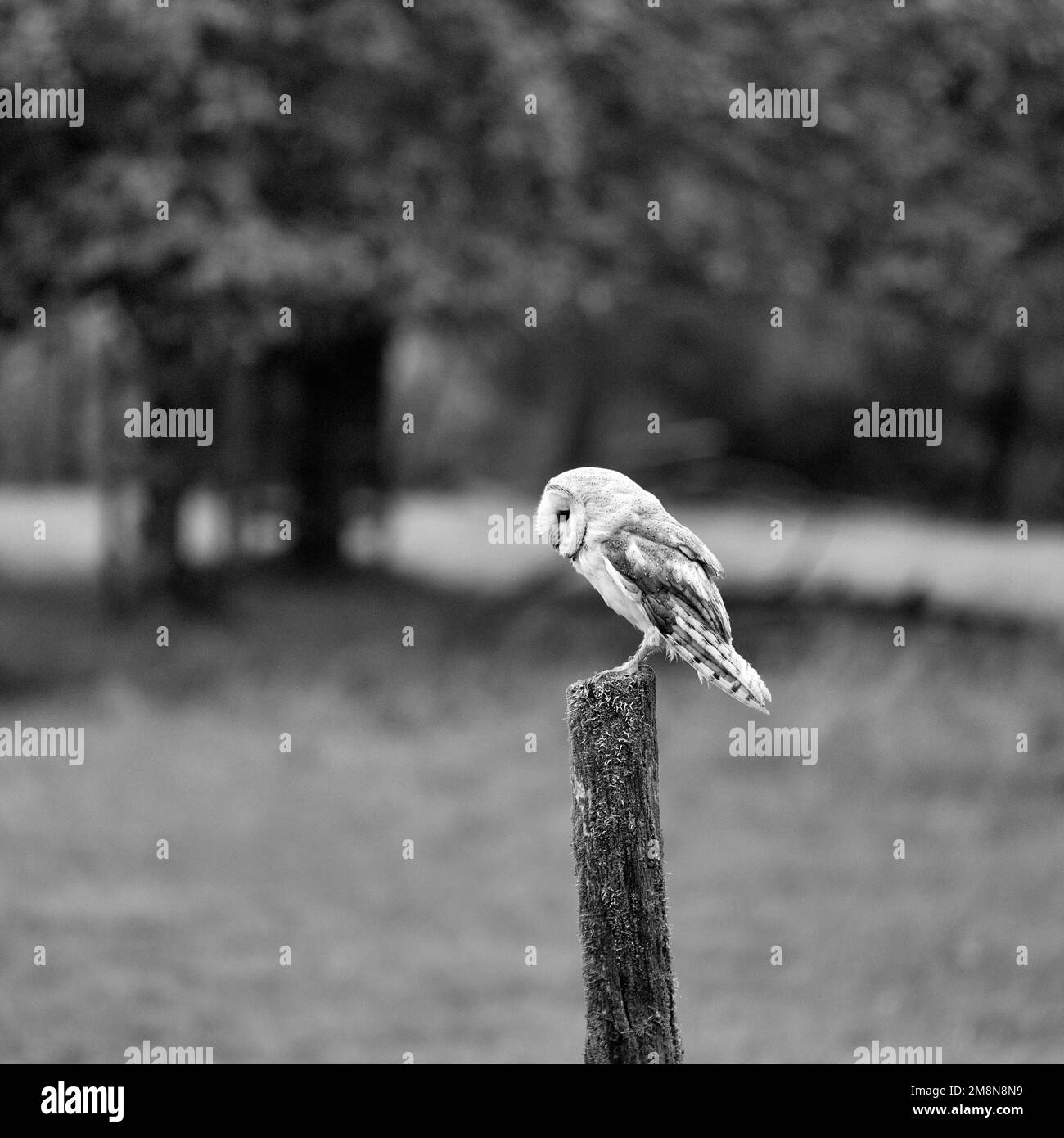 Common barn owl (Tyto alba) on a post, keeping a lookout, monochrome ...