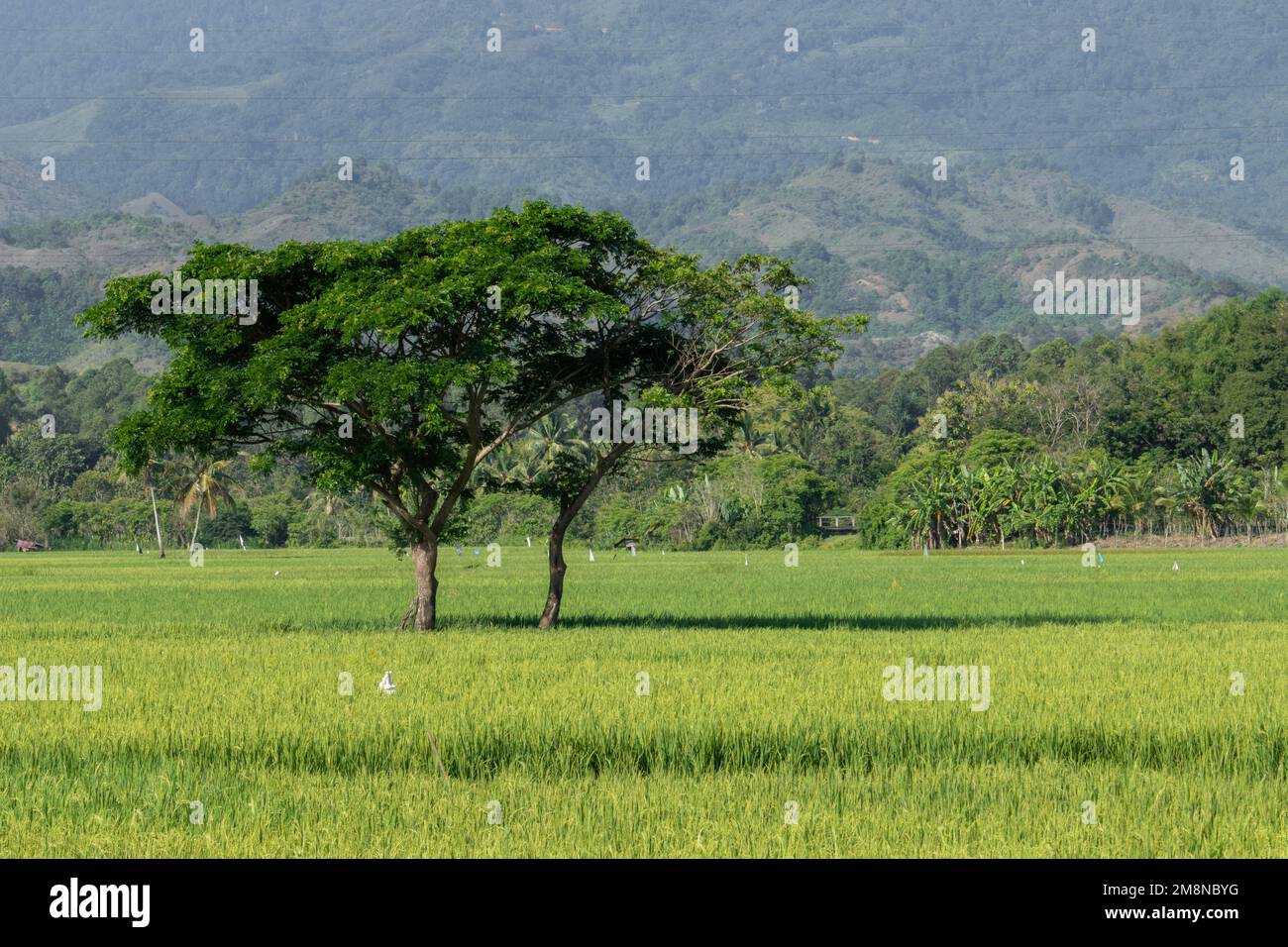 Big paddy field hi-res stock photography and images - Alamy
