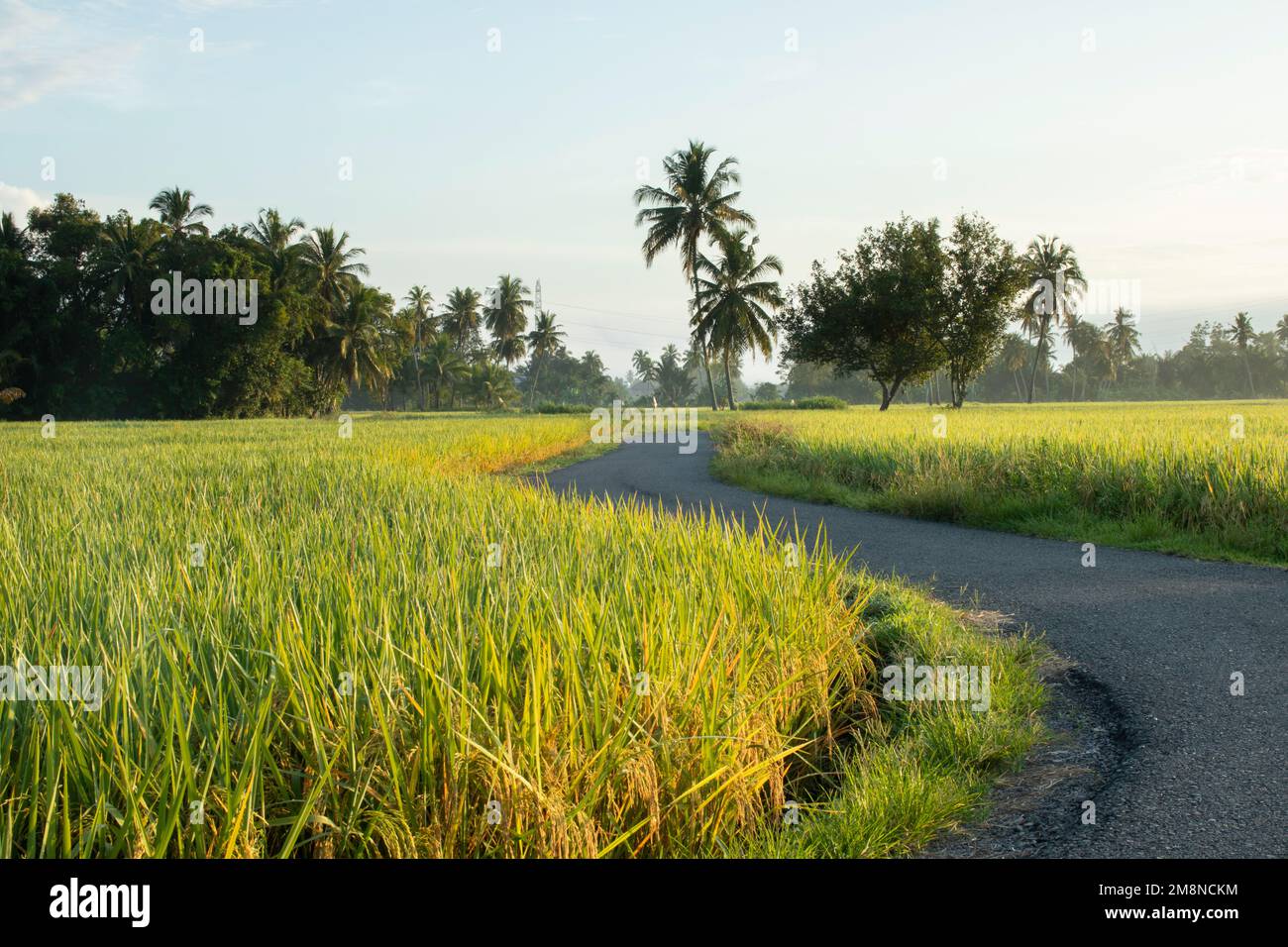 A rural road in the middle of yellowing rice fields in the morning ...