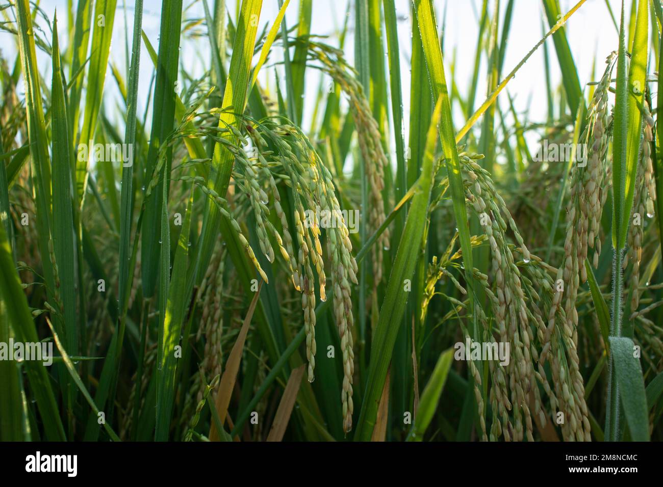 Rice in tropical rice fields Stock Photo - Alamy