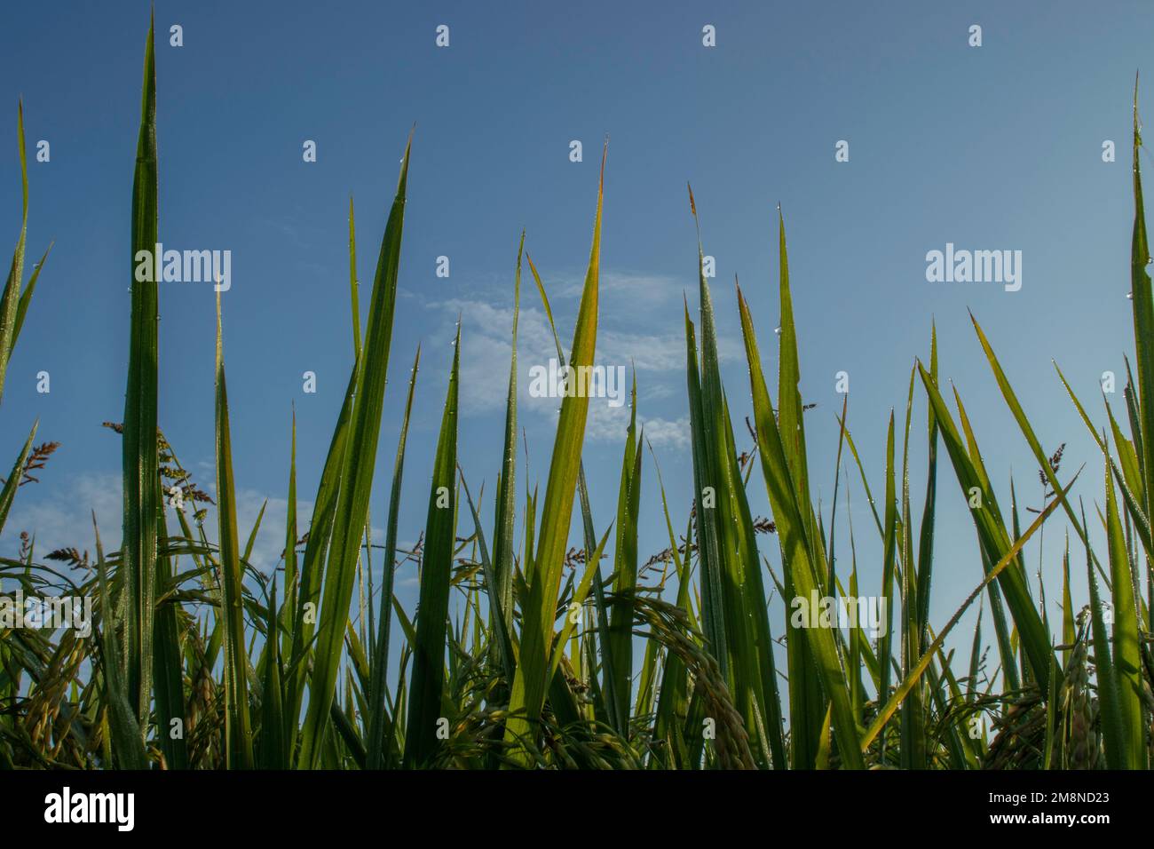 Rice in tropical rice fields Stock Photo - Alamy