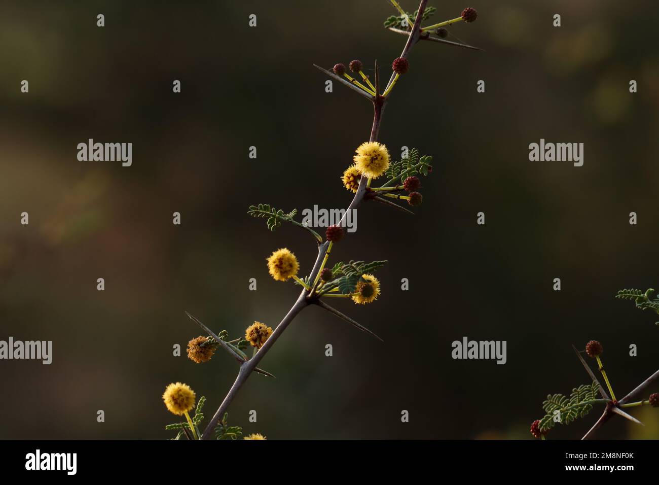 Vachellia farnesiana. Acacia farnesiana. Sweet acacia. Mimosa ...