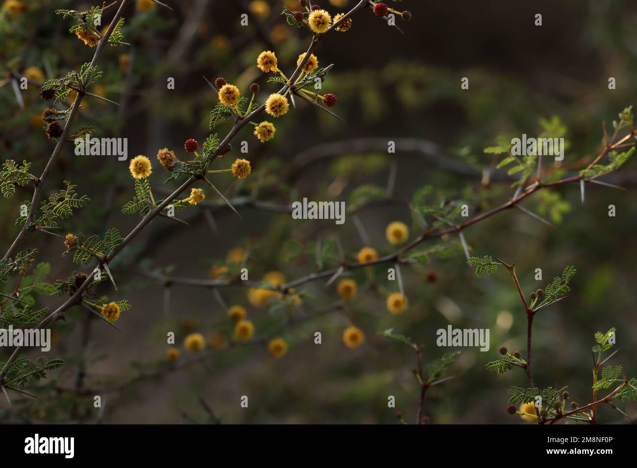 Vachellia farnesiana. Acacia farnesiana. Sweet acacia. Mimosa ...