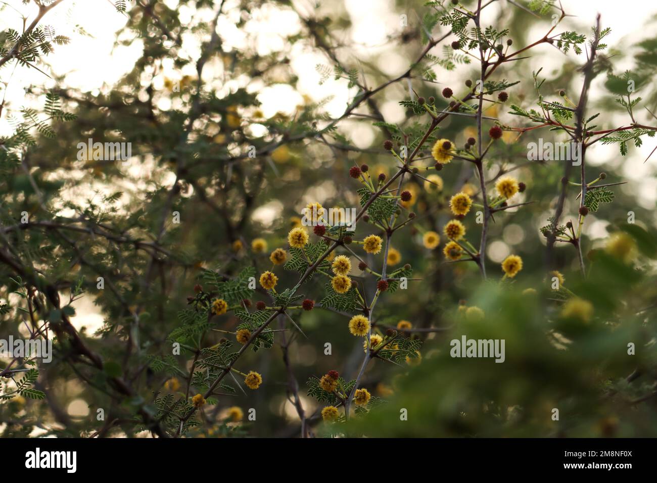 Vachellia farnesiana. Acacia farnesiana. Sweet acacia. Mimosa ...