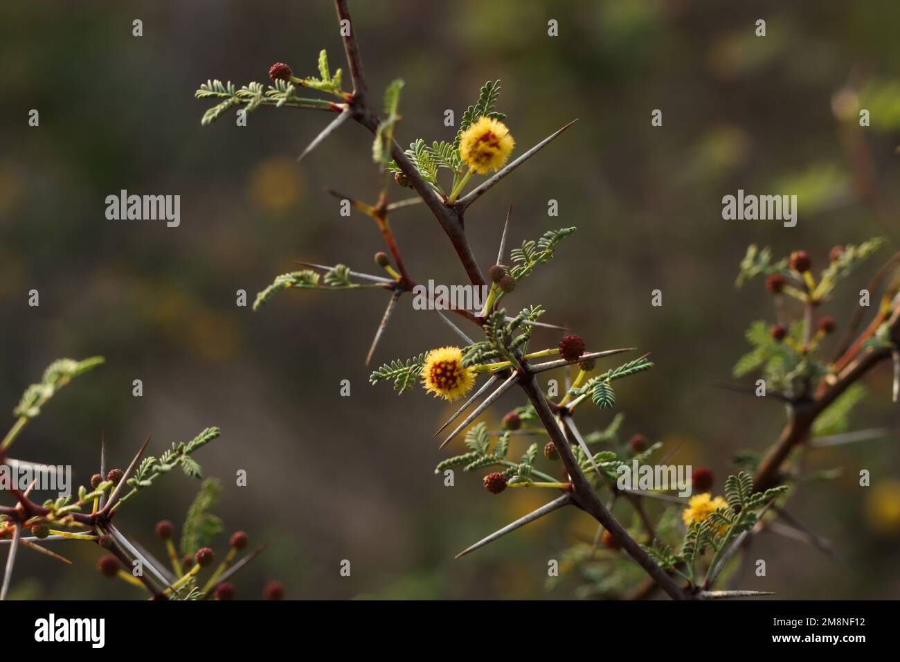 Huisache plant hi-res stock photography and images - Alamy