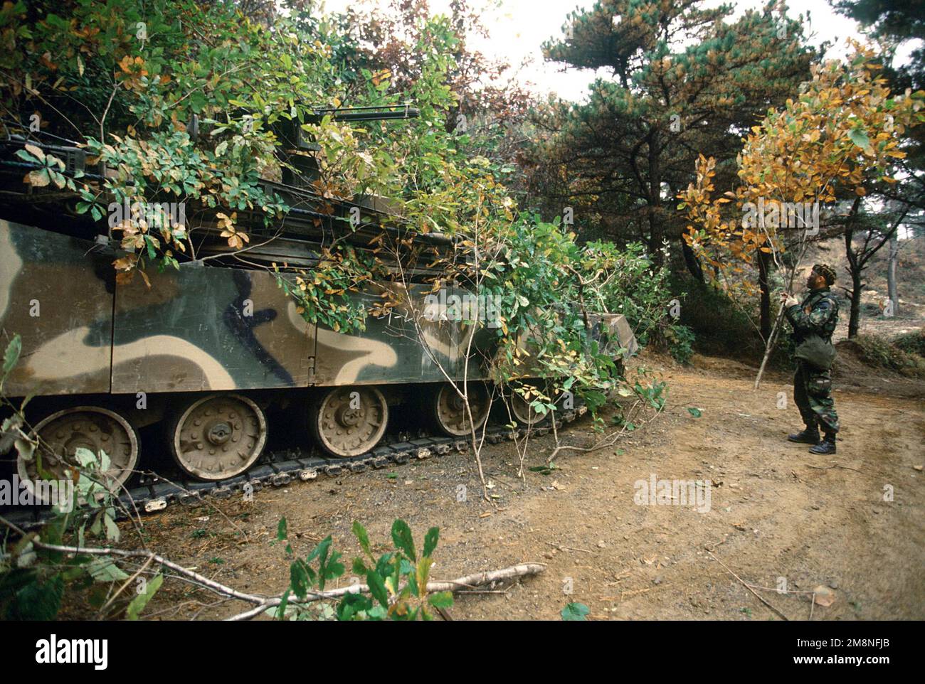 A Republic of Korea Army (ROKA) soldier uses tree limbs to camouflage ...