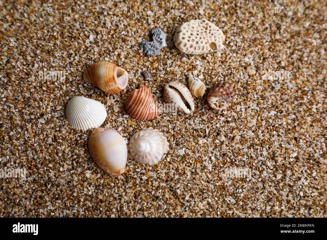 Seashell on sand background Stock Photo - Alamy