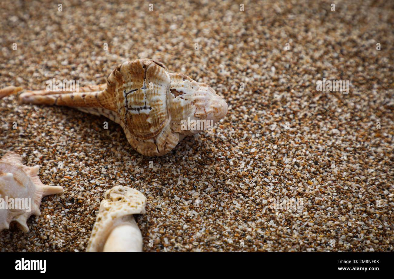 Seashell on sand background Stock Photo - Alamy