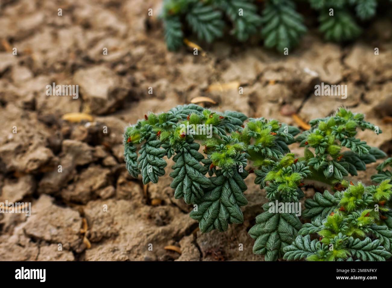 Coldenia procumbens closeup creeping hi-res stock photography and images - Alamy