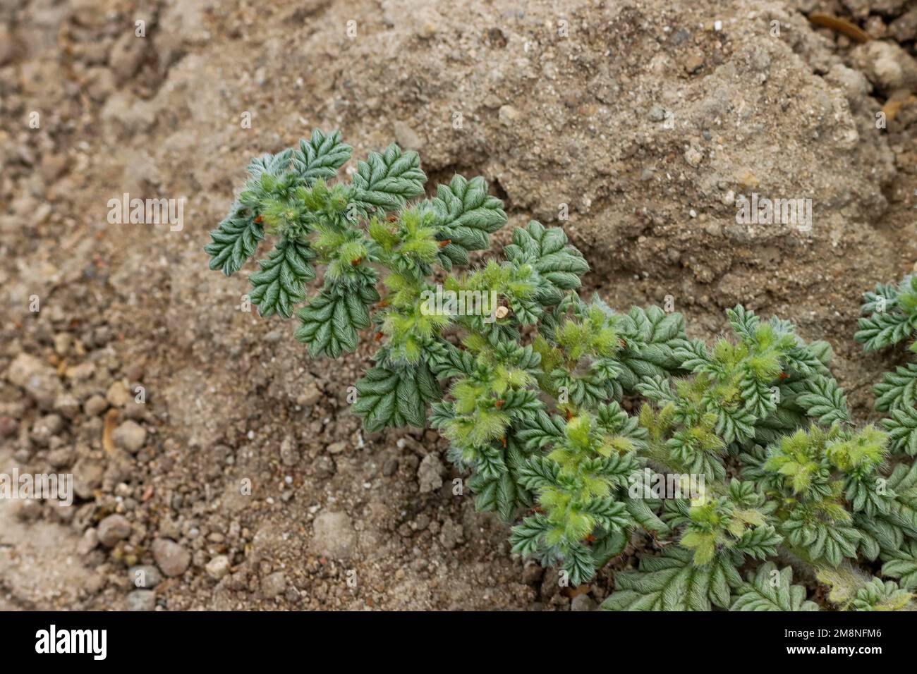 Coldenia procumbens closeup. Creeping coldenia Stock Photo - Alamy