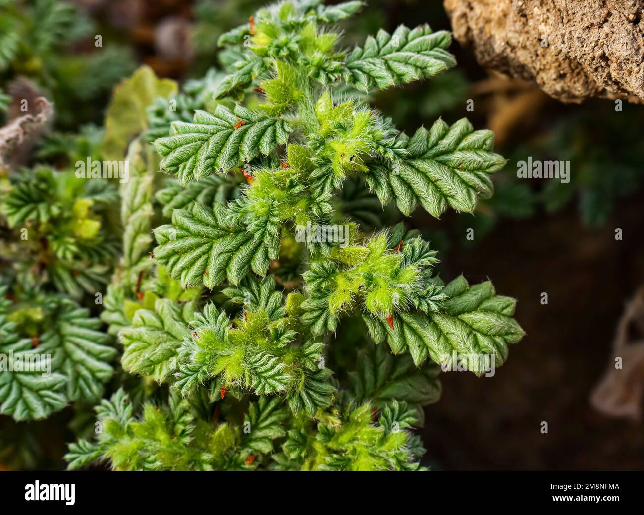 Coldenia procumbens closeup. Creeping coldenia Stock Photo - Alamy