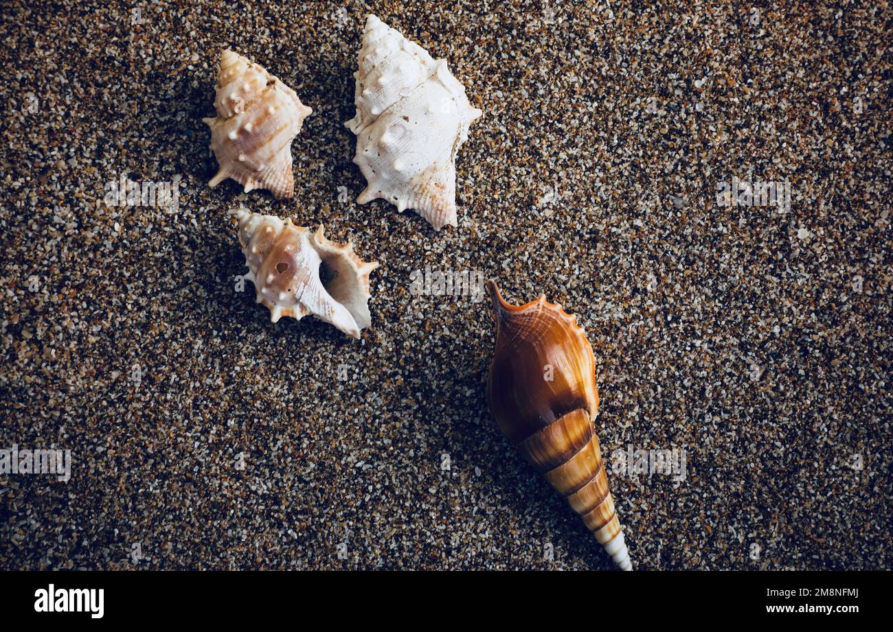 Seashell on sand background Stock Photo - Alamy