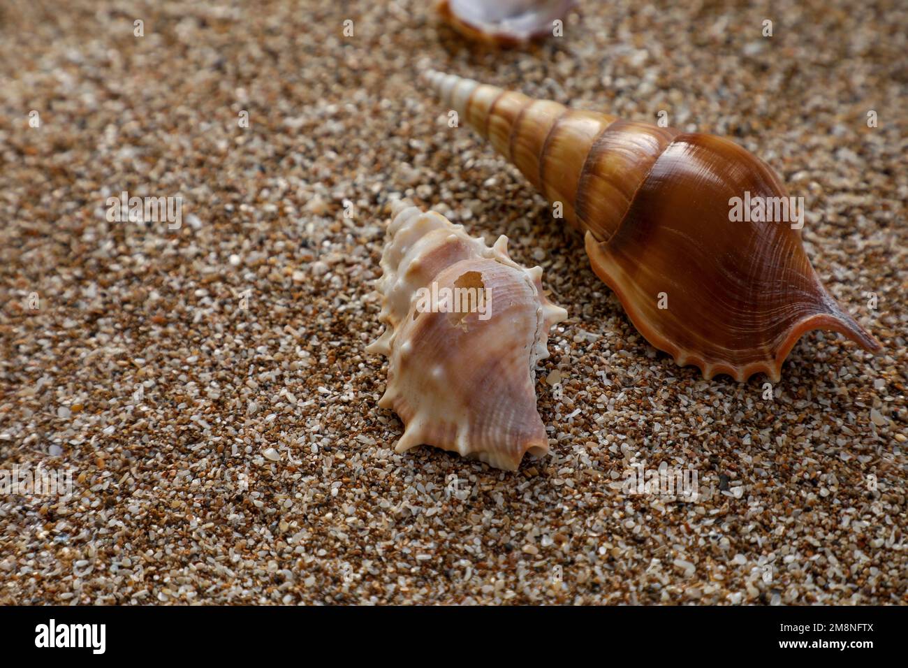 Seashell on sand background Stock Photo - Alamy