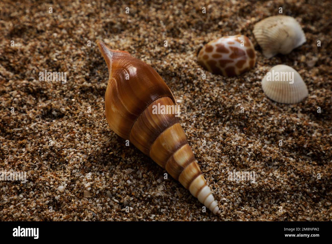 Seashell on sand background Stock Photo - Alamy
