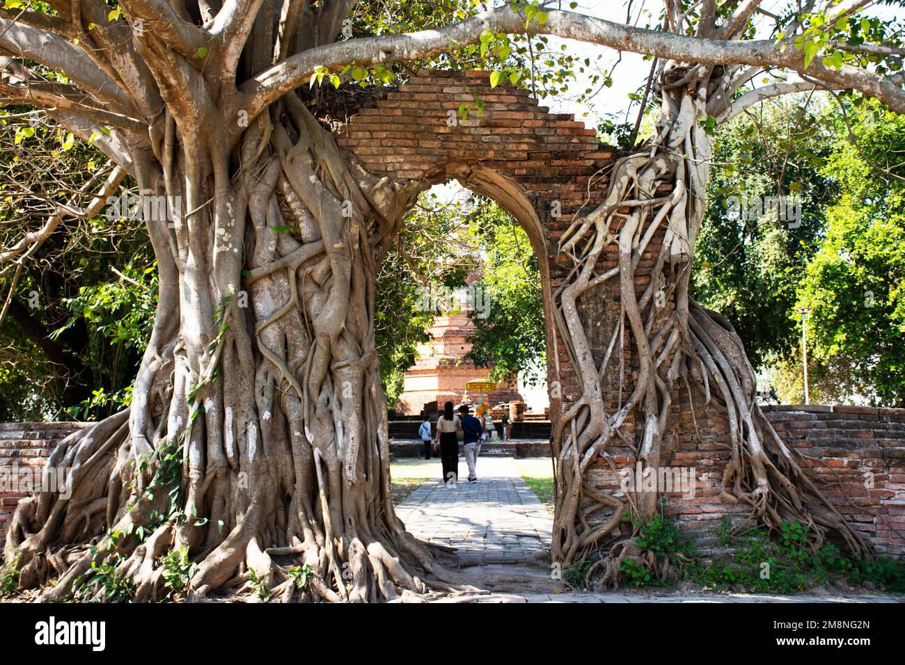 Ancient ruins gate entrance with bodhi tree and banyan plant of Wat ...