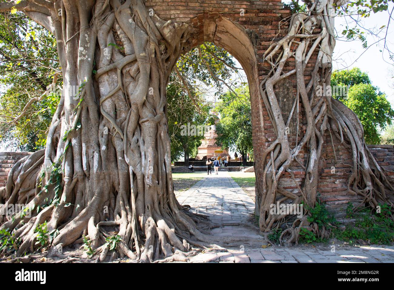 Ancient ruins gate entrance with bodhi tree and banyan plant of Wat ...