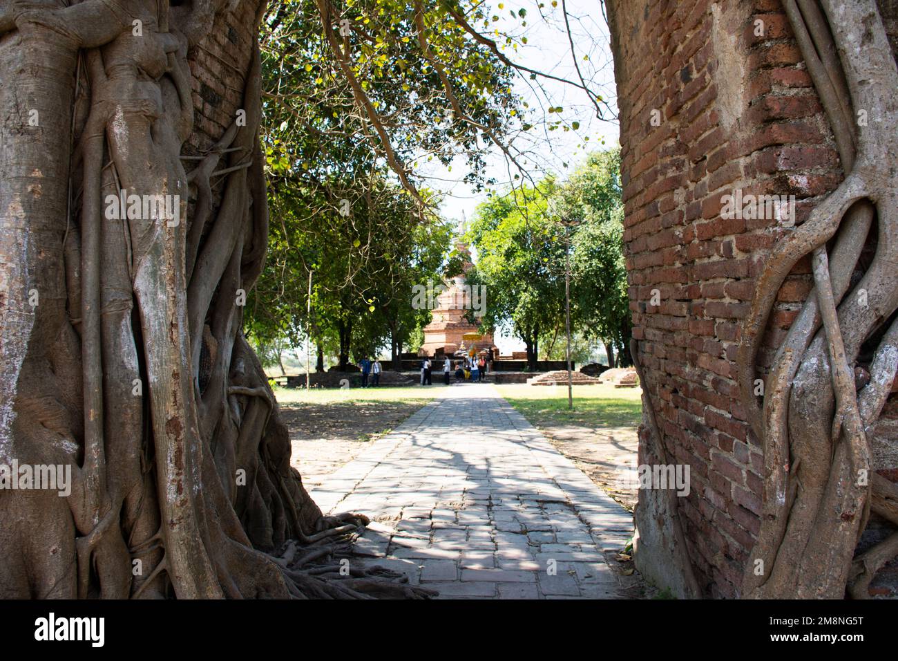 Ancient ruins gate entrance and bodhi tree of Wat Phra Ngam Wat Phra ...